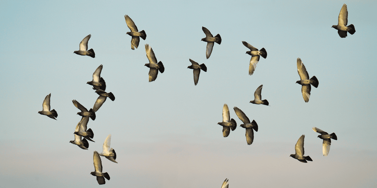 Island Bird Festival Build-Up Begins