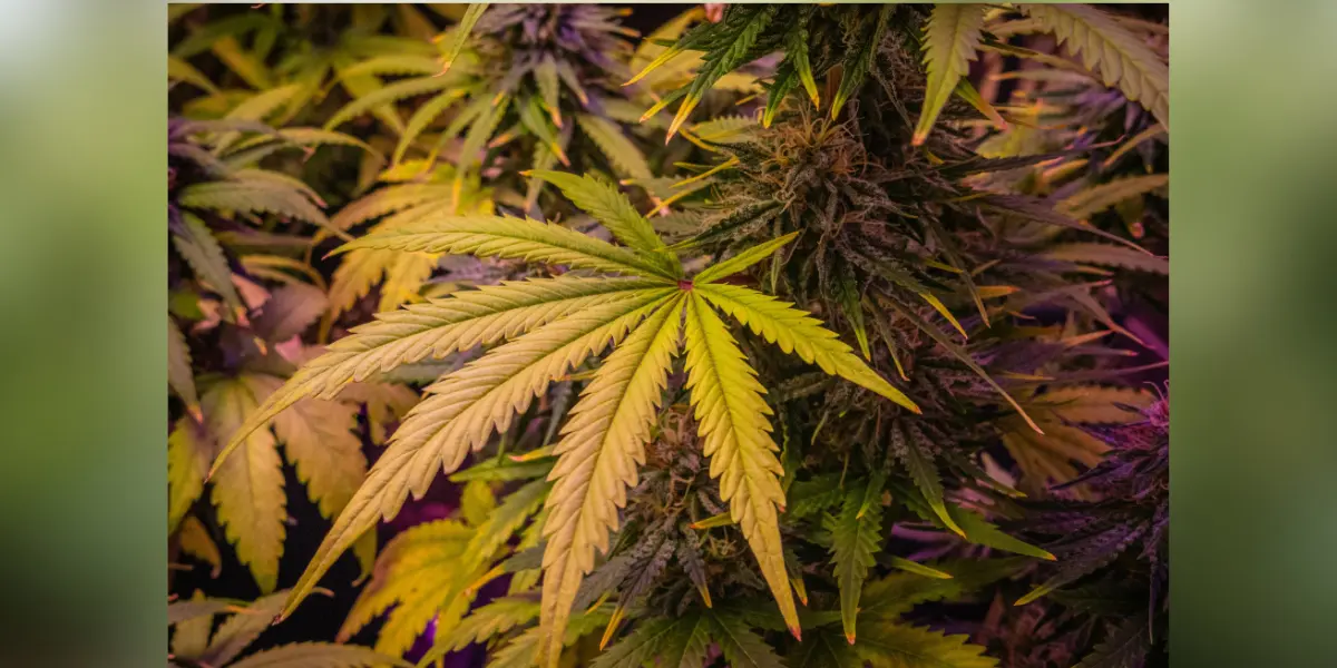 ANPS Secures Conviction in NDPS Ganja Case in Islands